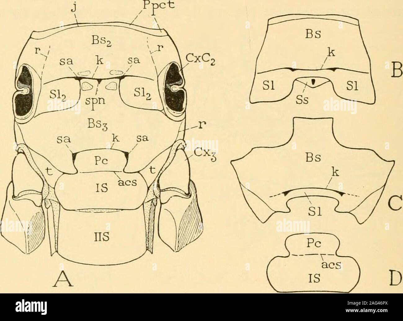 . Smithsonian miscellaneous collections. oxal parts of the latter (fig ...