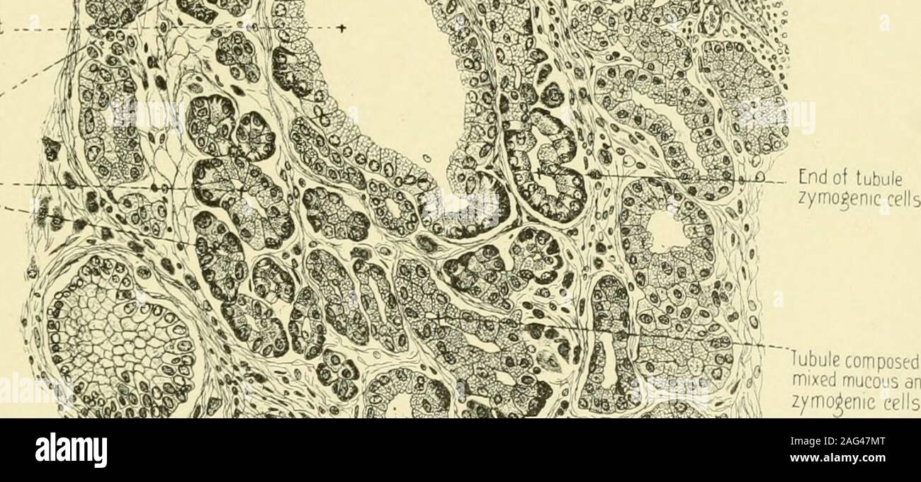 . The American journal of anatomy. Cystic duct Tubules composedof botf ...