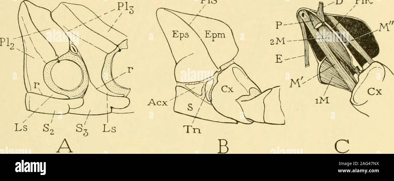 . Smithsonian miscellaneous collections. orax and the metathorax is ...
