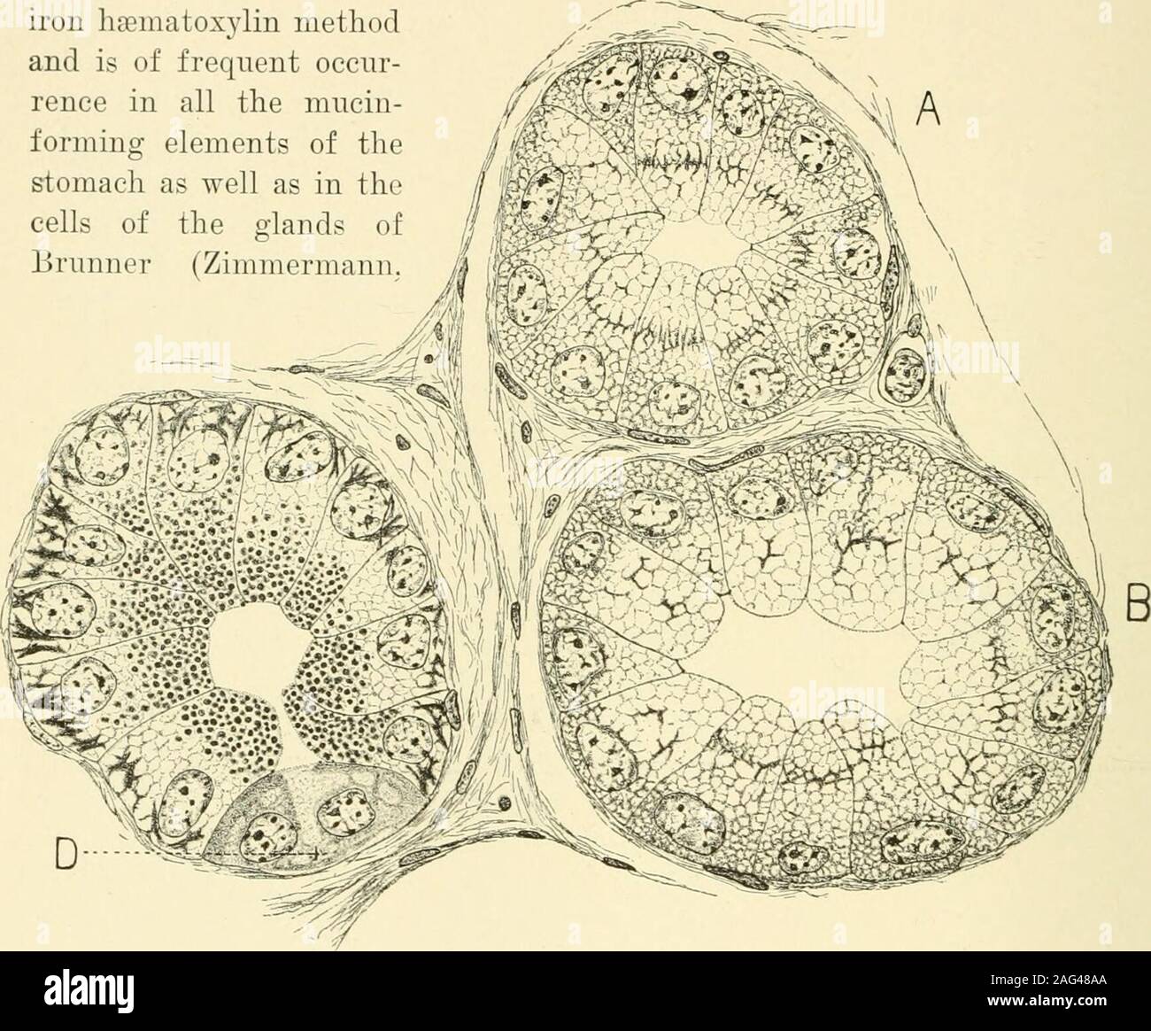 . The American journal of anatomy. he pyloric glandcells, and the neck ...