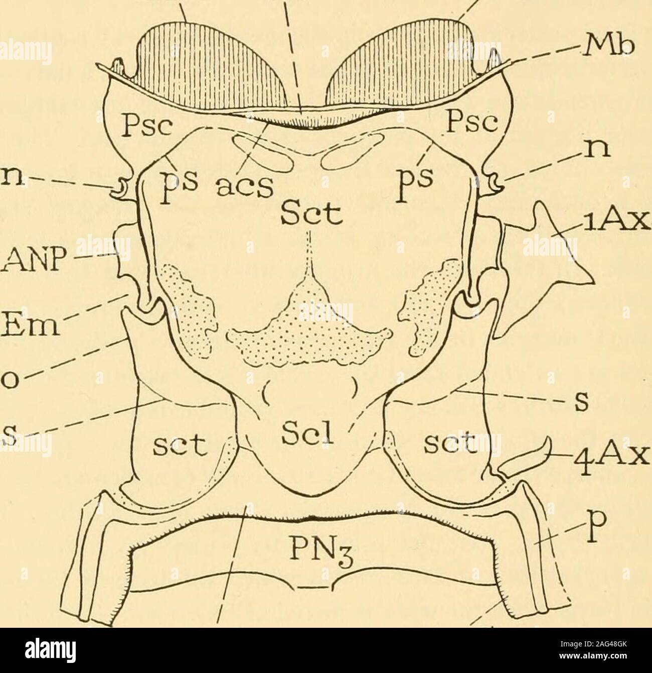 Tergal hi-res stock photography and images - Alamy
