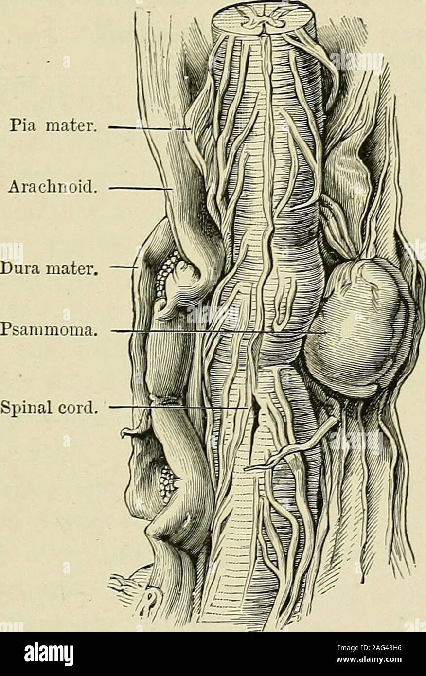 Flocculus hi-res stock photography and images - Alamy
