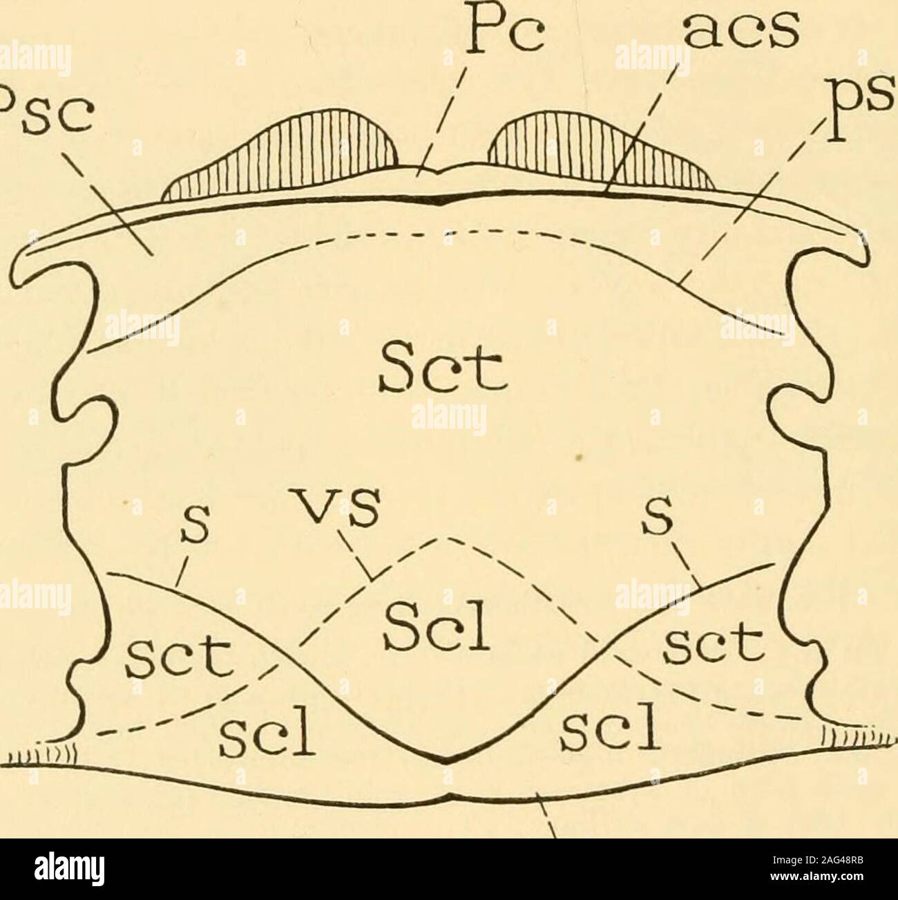 . Smithsonian miscellaneous collections. prescutal sutures is ...
