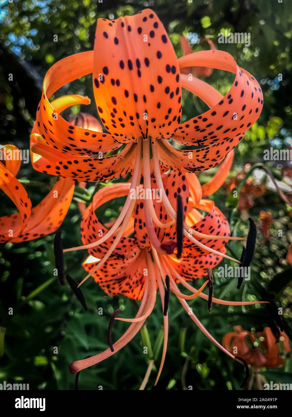 Two beautiful red lilies hi-res stock photography and images - Alamy