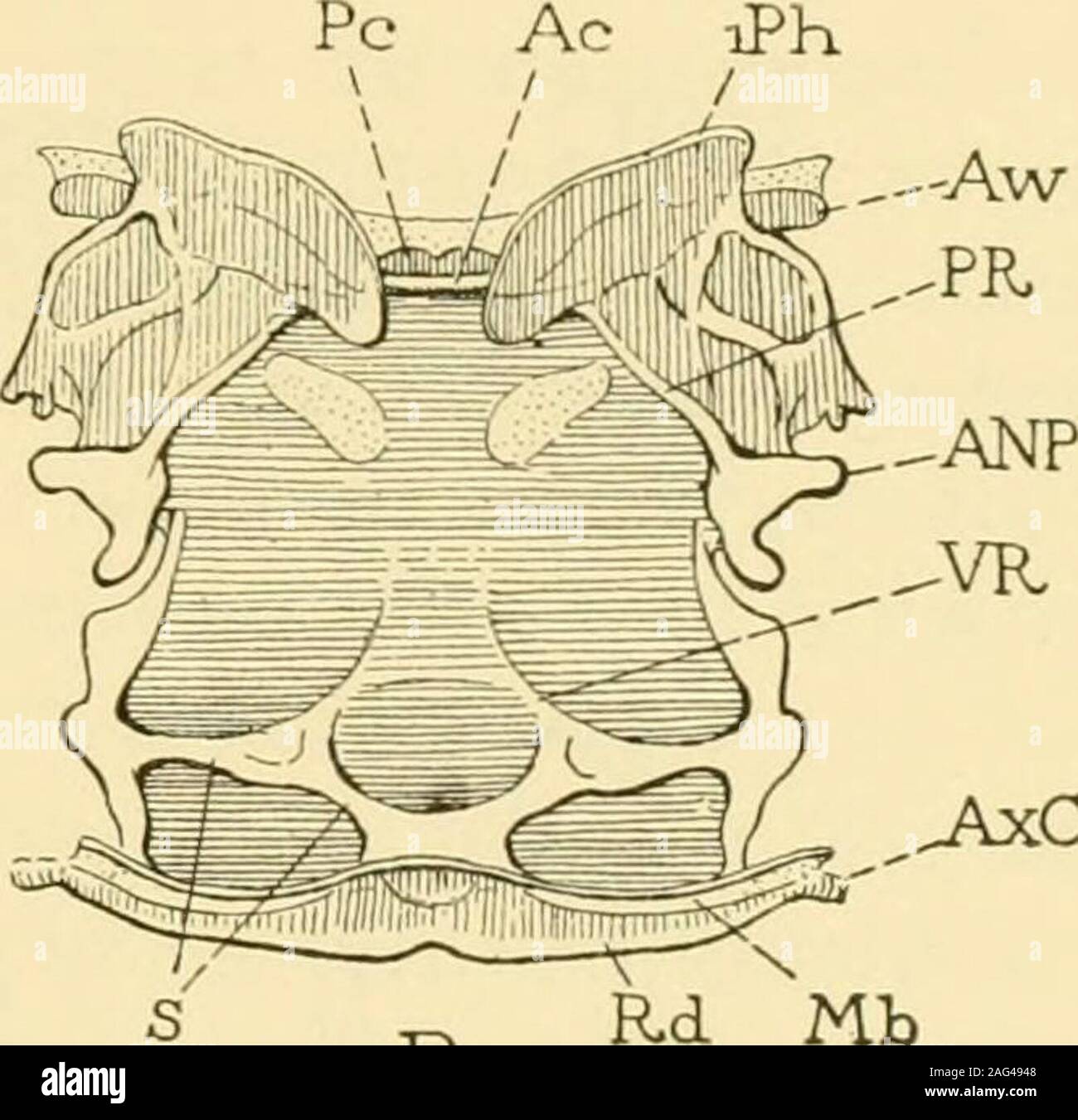 . Smithsonian miscellaneous collections. JKxC A — B Fig. 22.—The ...