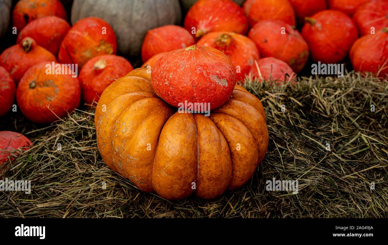 High angle shot of a small pumpkin on a beautiful large pumpkin both ...