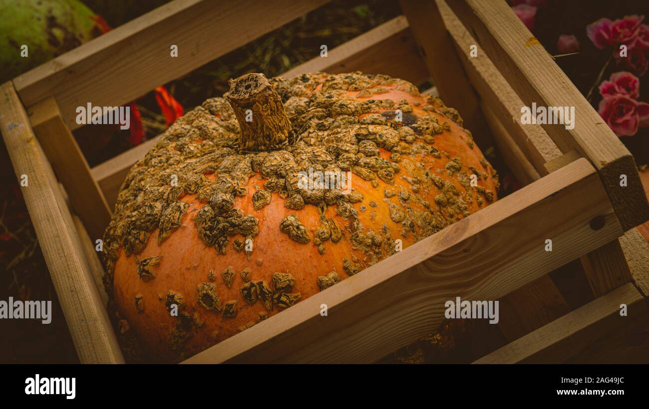 Overgrown and spooky house hi-res stock photography and images - Alamy