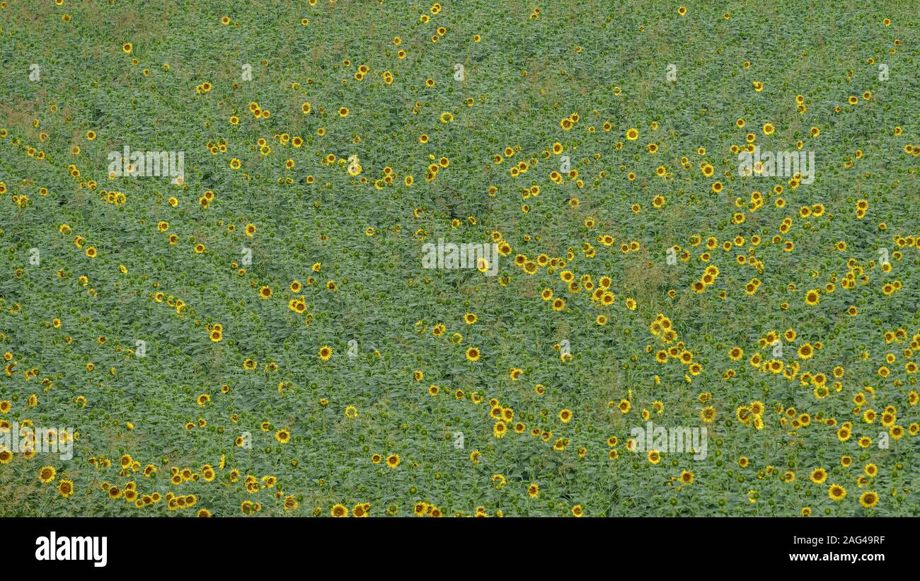 Sunflower at an unusual angle hi-res stock photography and images - Alamy