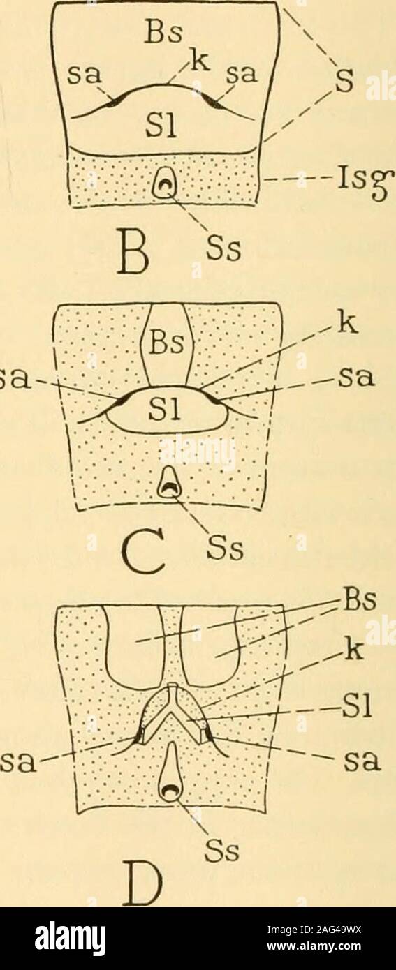 . Smithsonian miscellaneous collections. sa. 19.—The thoracic sterna of ...
