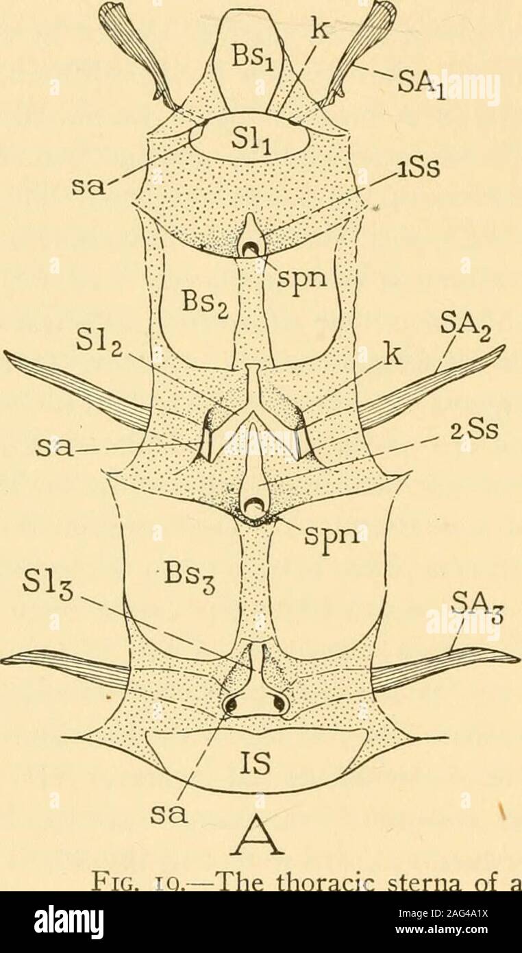 Metasternum hi-res stock photography and images - Alamy