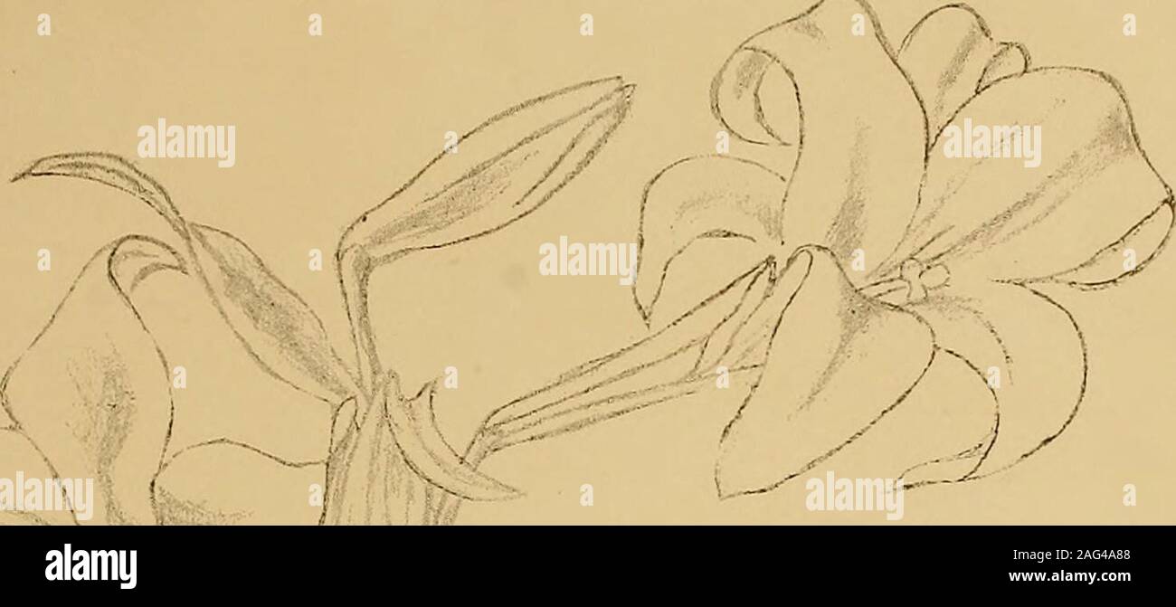 Stpn hi-res stock photography and images - Alamy