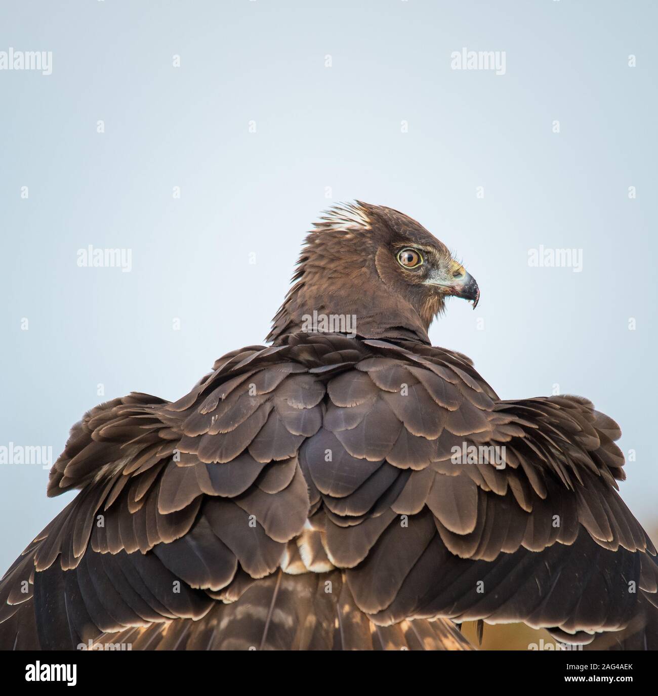 New zealand hawk hi-res stock photography and images - Alamy