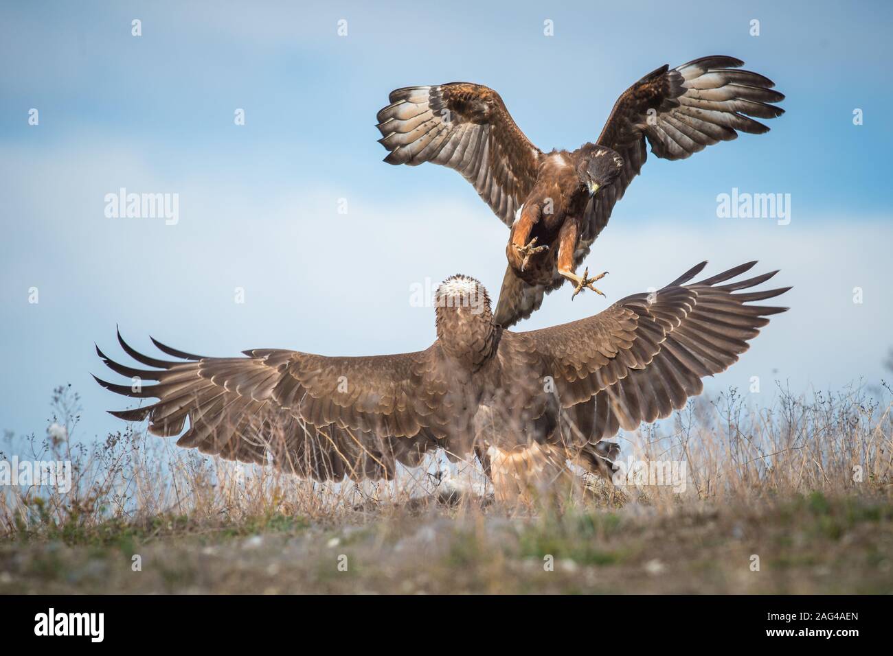 Breathtaking shot of two New Zealand wild hawks fighting with each ...