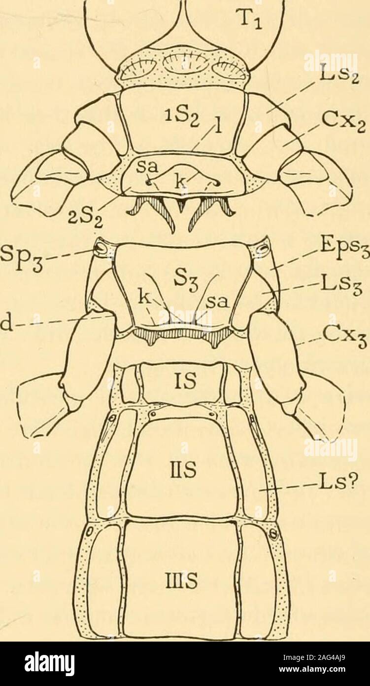 . Smithsonian miscellaneous collections. sposition of the ventral ...