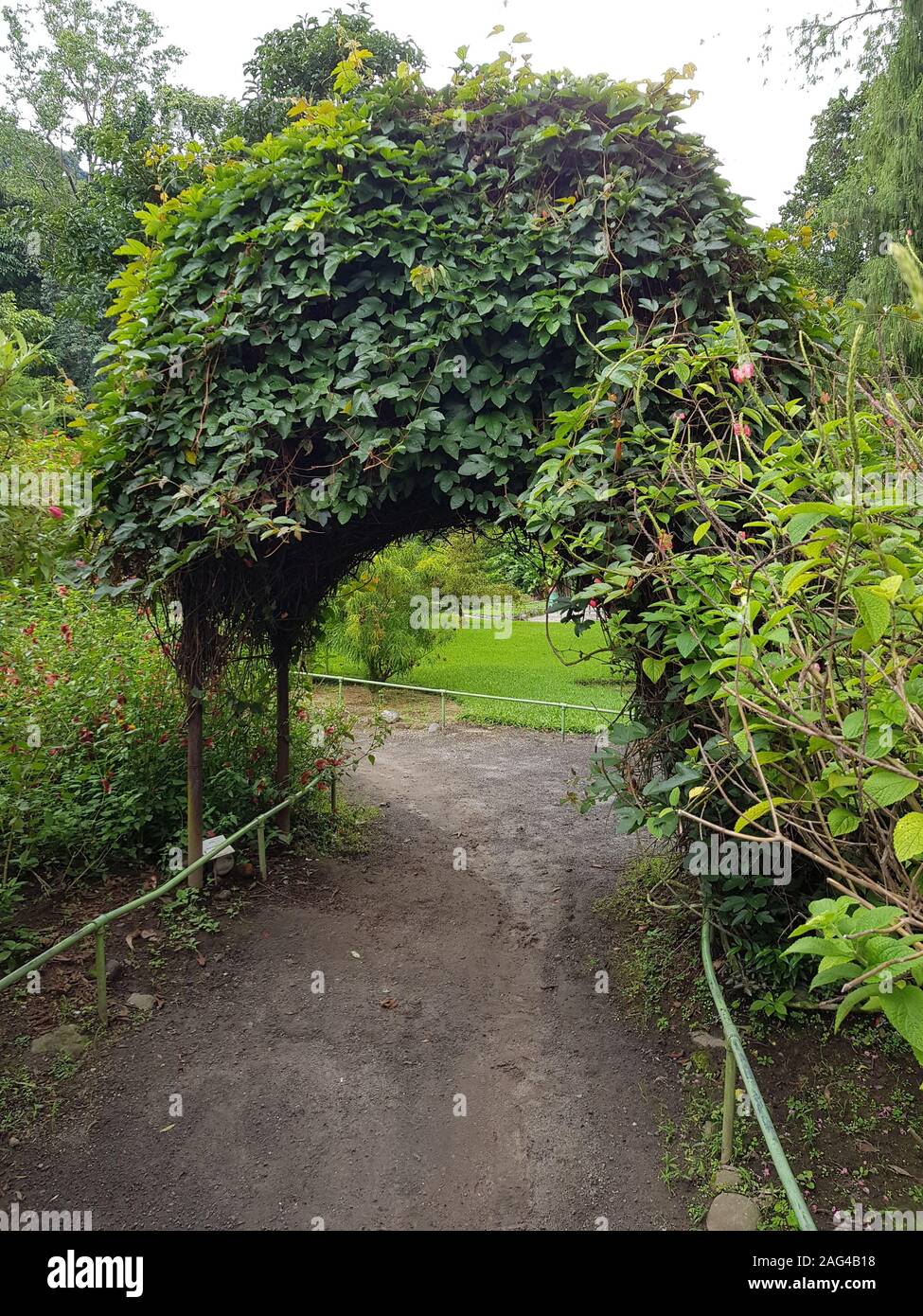 Vertical shot of an arch with green plants in a forest during daytime ...