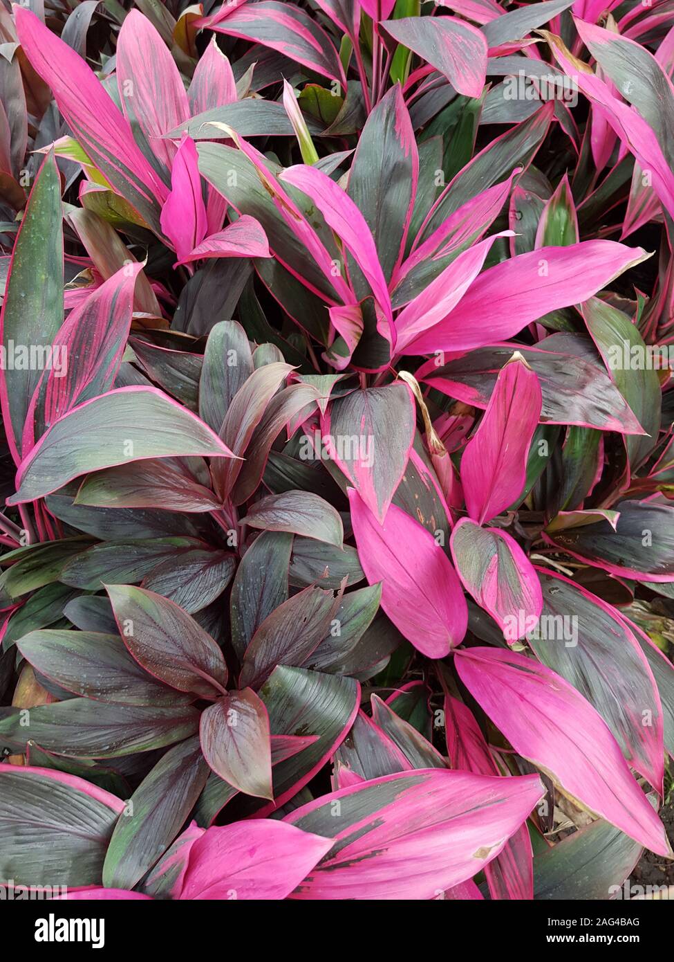 Vertical closeup shot of ti plants - great for a cool natural ...