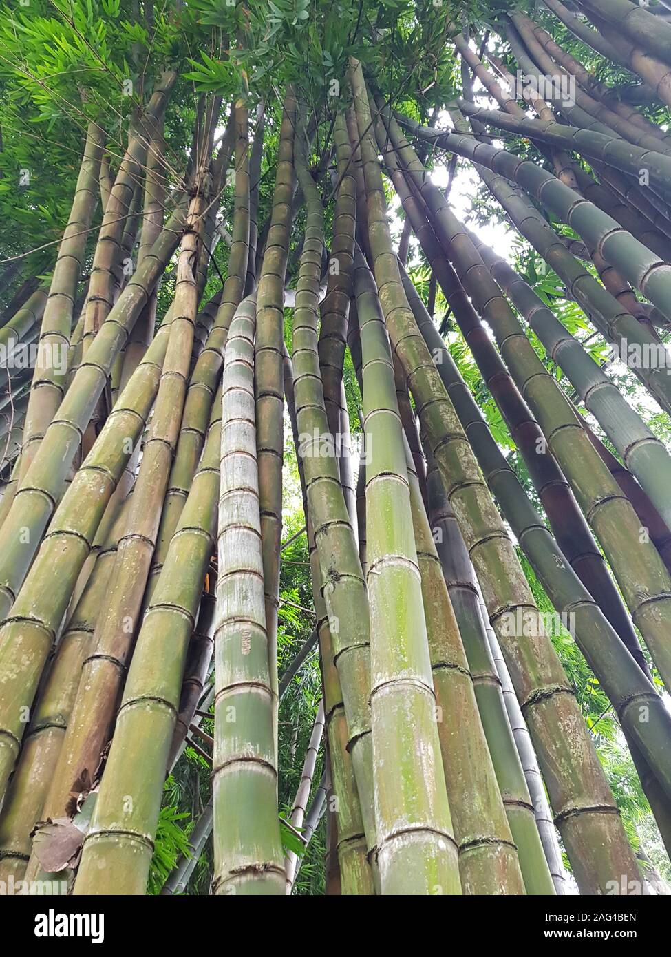 Vertical low angle shot of bamboo trees in a forest during daytime ...