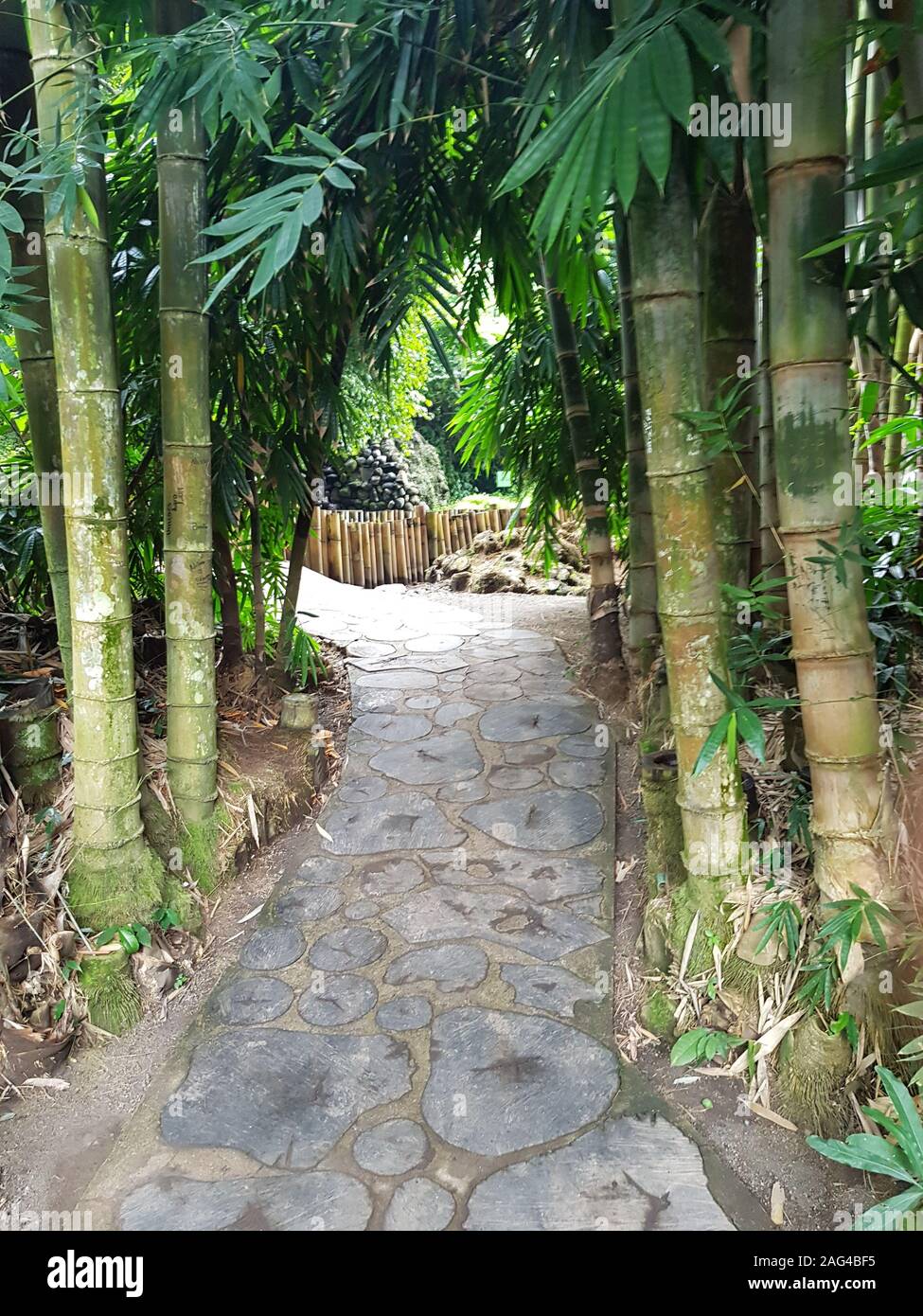 Green grass through bamboo trees hi-res stock photography and images ...