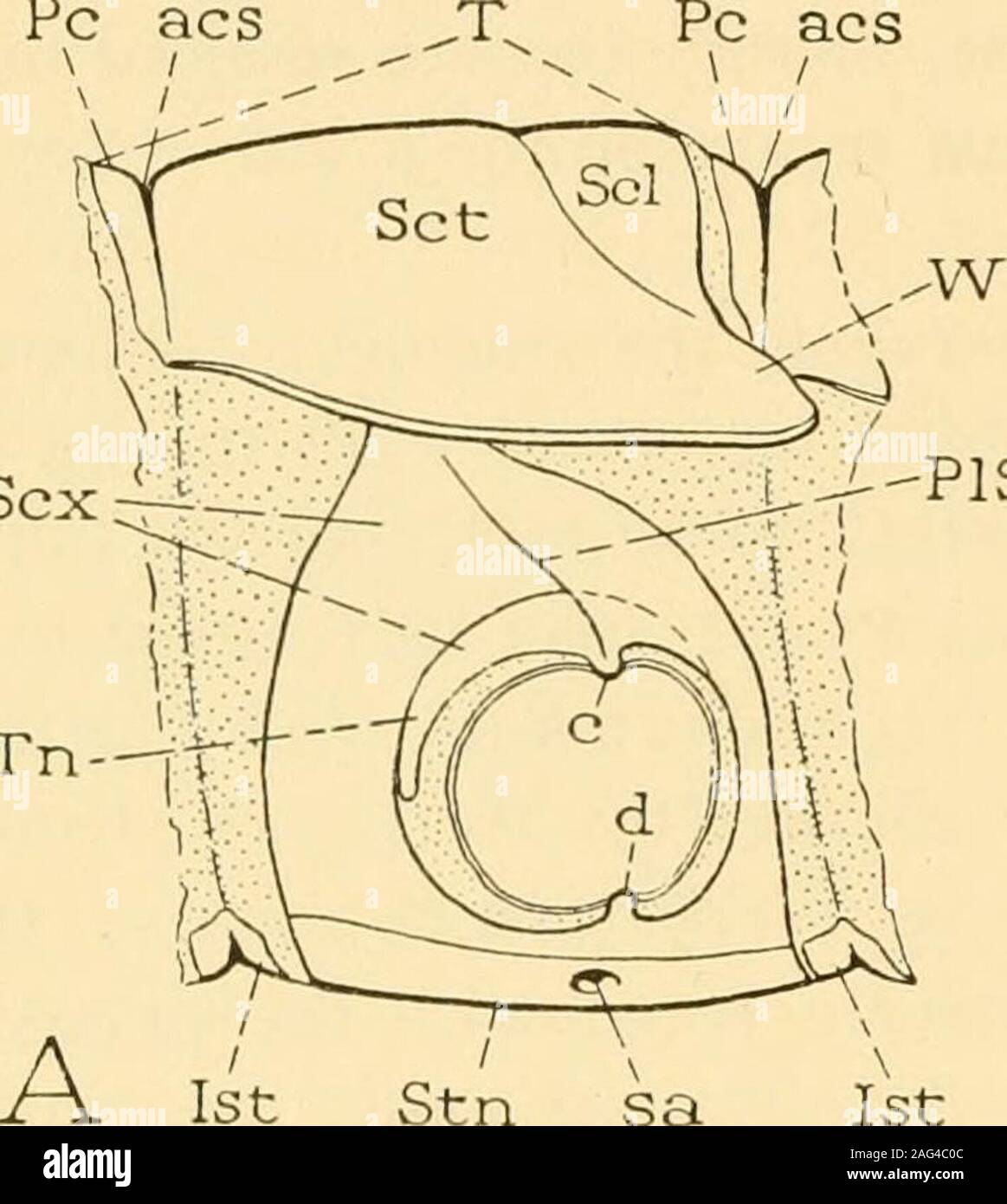 Pterygote insects hi-res stock photography and images - Alamy