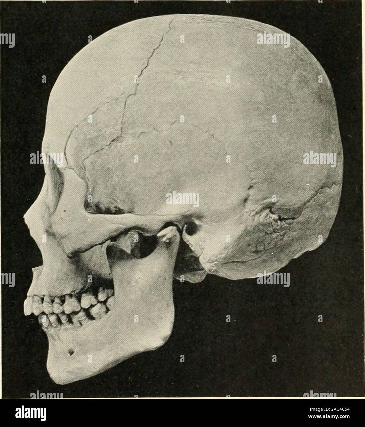 Japanese skulls hi-res stock photography and images - Alamy
