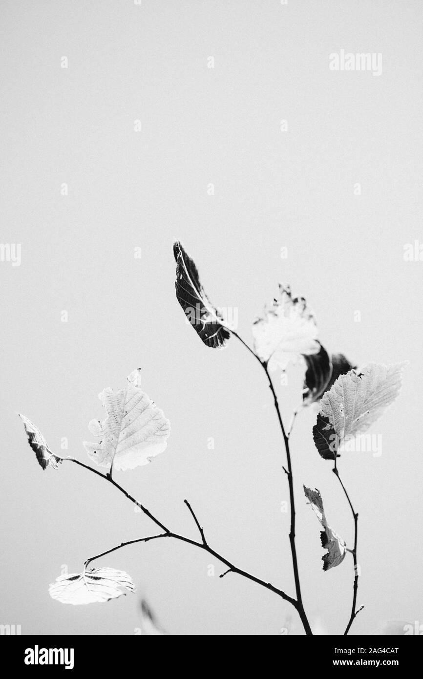 Vertical greyscale shot of three branches of a plant with black and ...