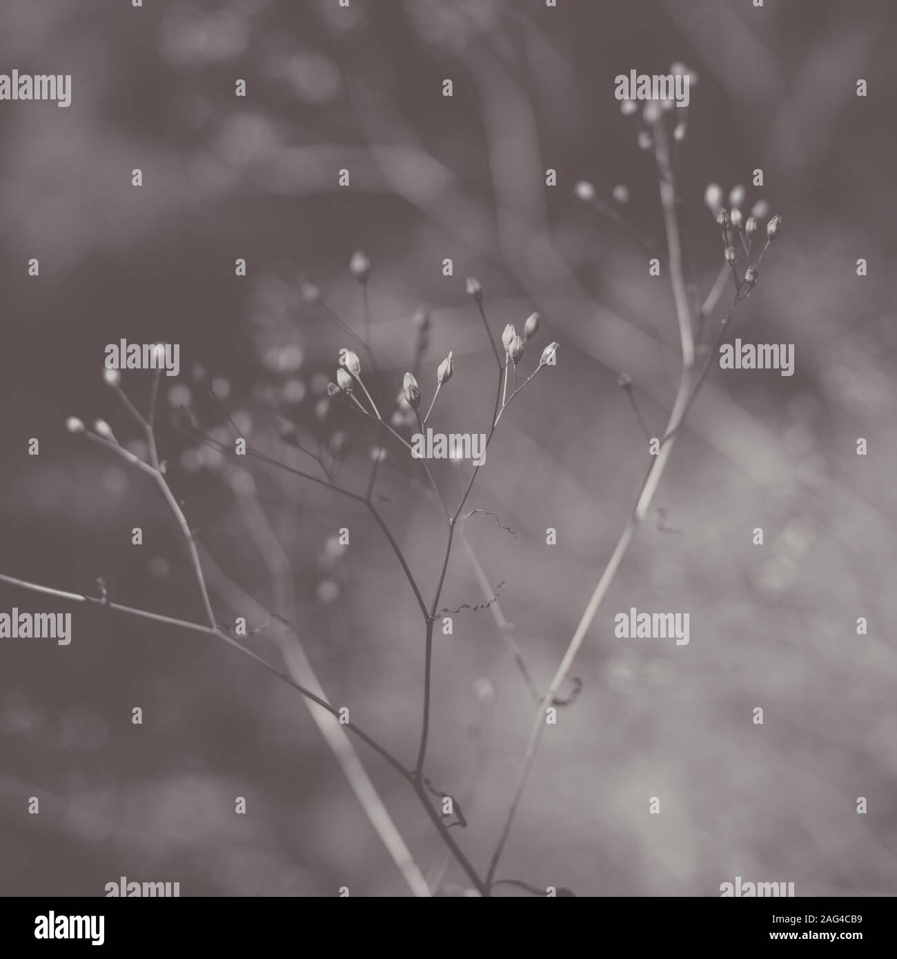 Greyscale selective focus shot of a beautiful narrow branch of a plant ...