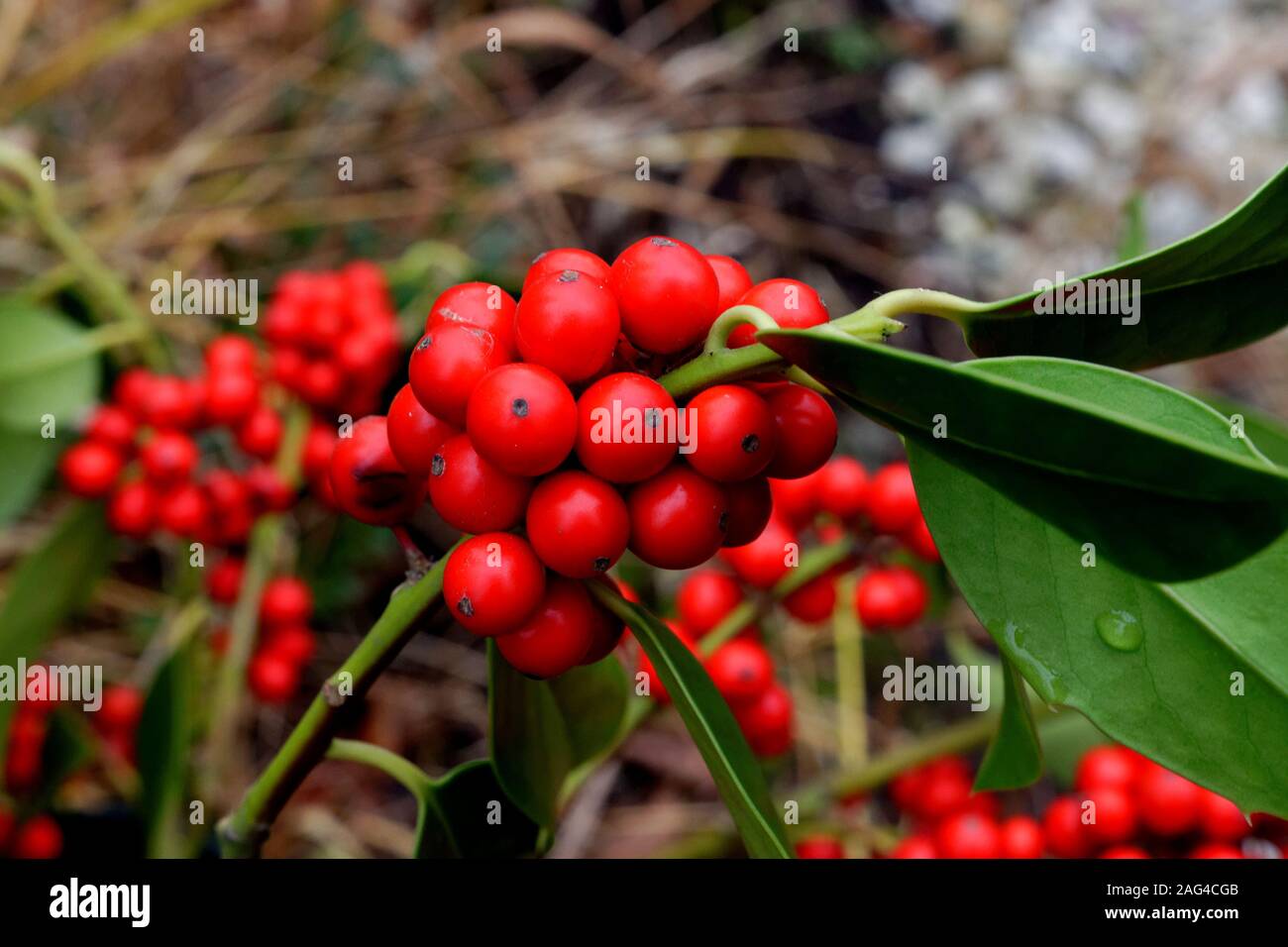 red berries from Christmas holly, Ilex aquifolium Stock Photo - Alamy