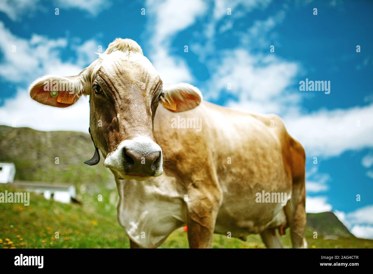 Beautiful low angle shot of an isolated cow with a kind look and the ...