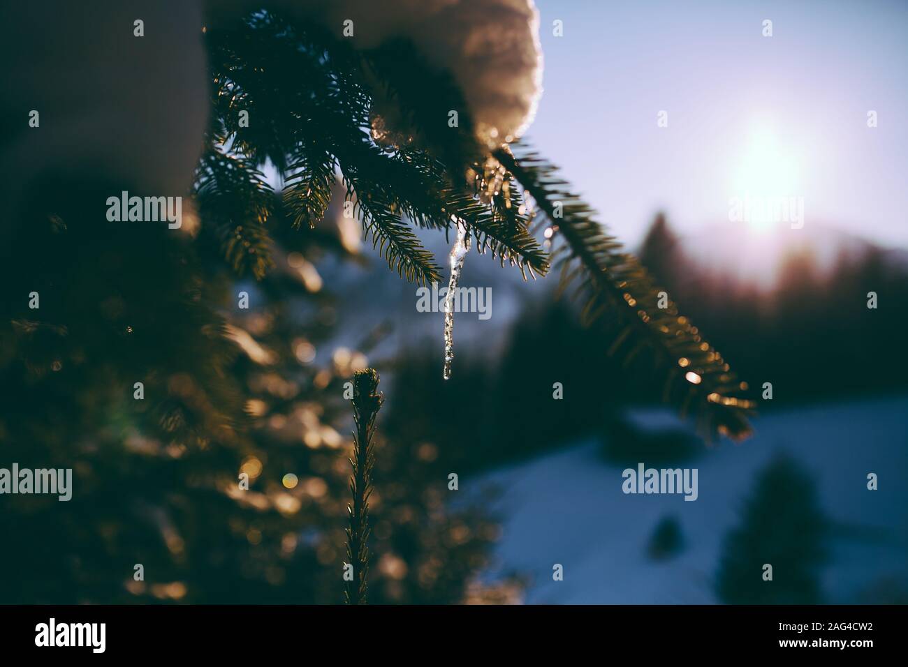 Closeup shot of branches of spruce and a small icicle with blurred ...