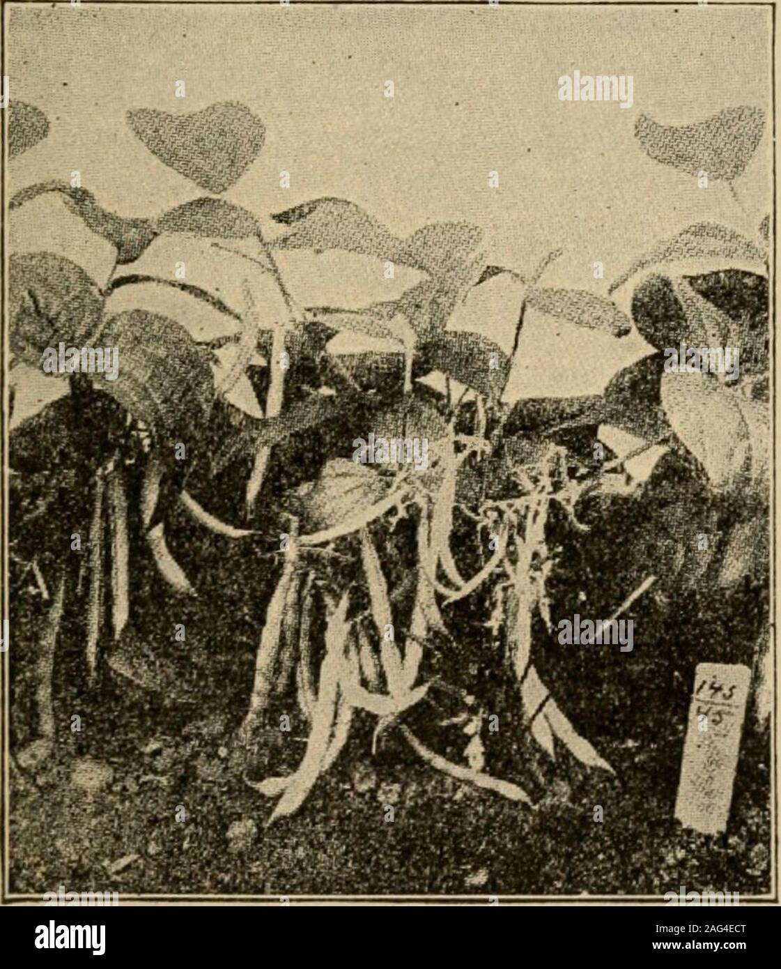 Toi toi plants hi-res stock photography and images - Alamy