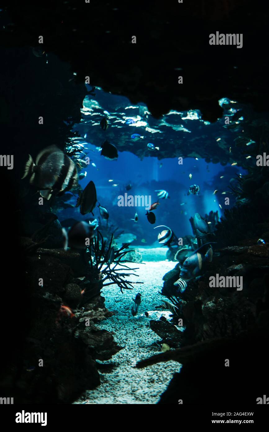 Vertical shot of underwater marine life with fish and corals - perfect ...