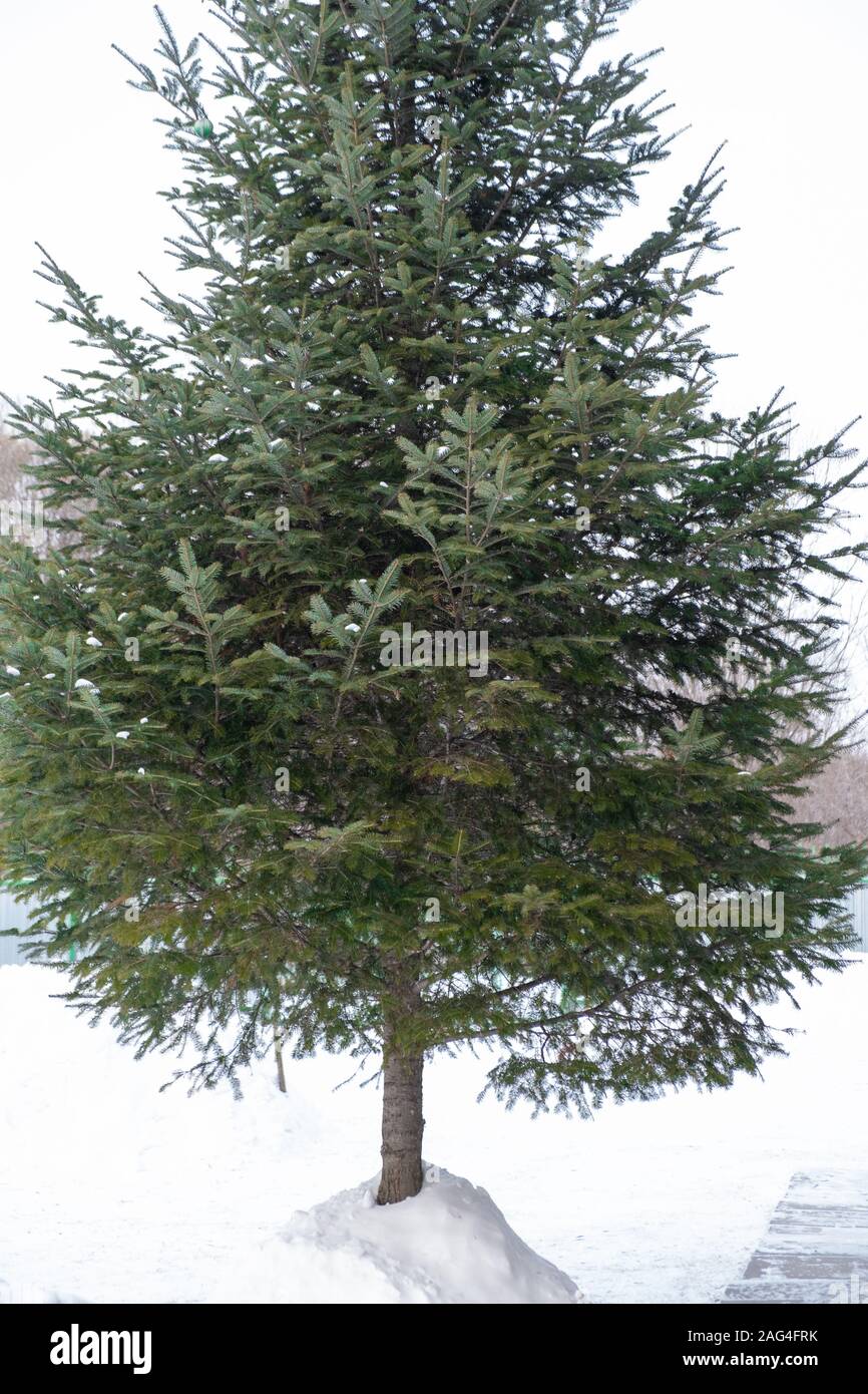 Lonely christmas hi-res stock photography and images - Alamy