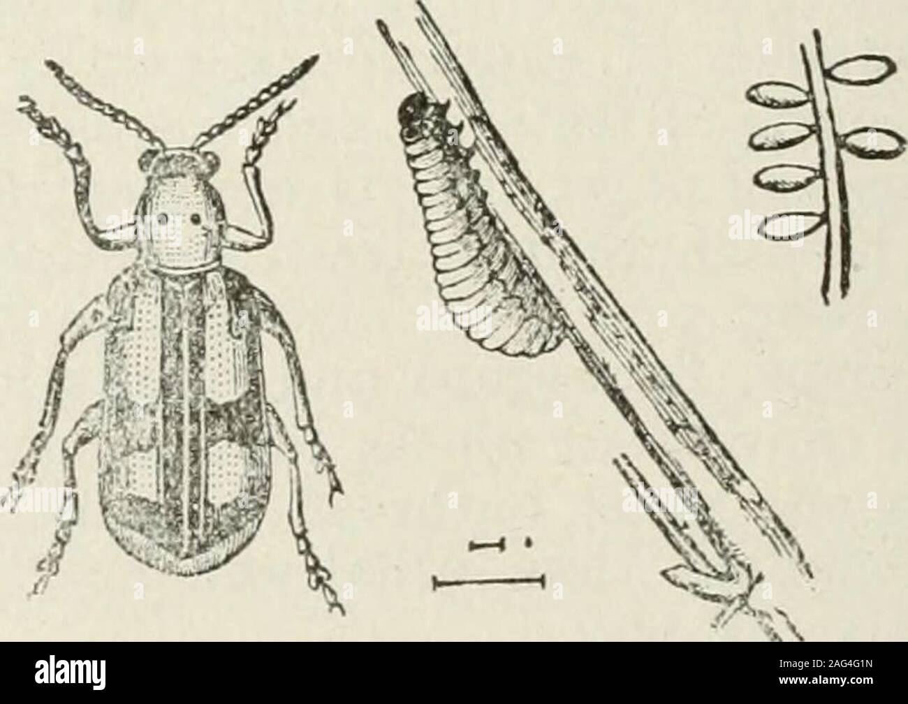 Plant bug lygus pratensis hi-res stock photography and images - Alamy