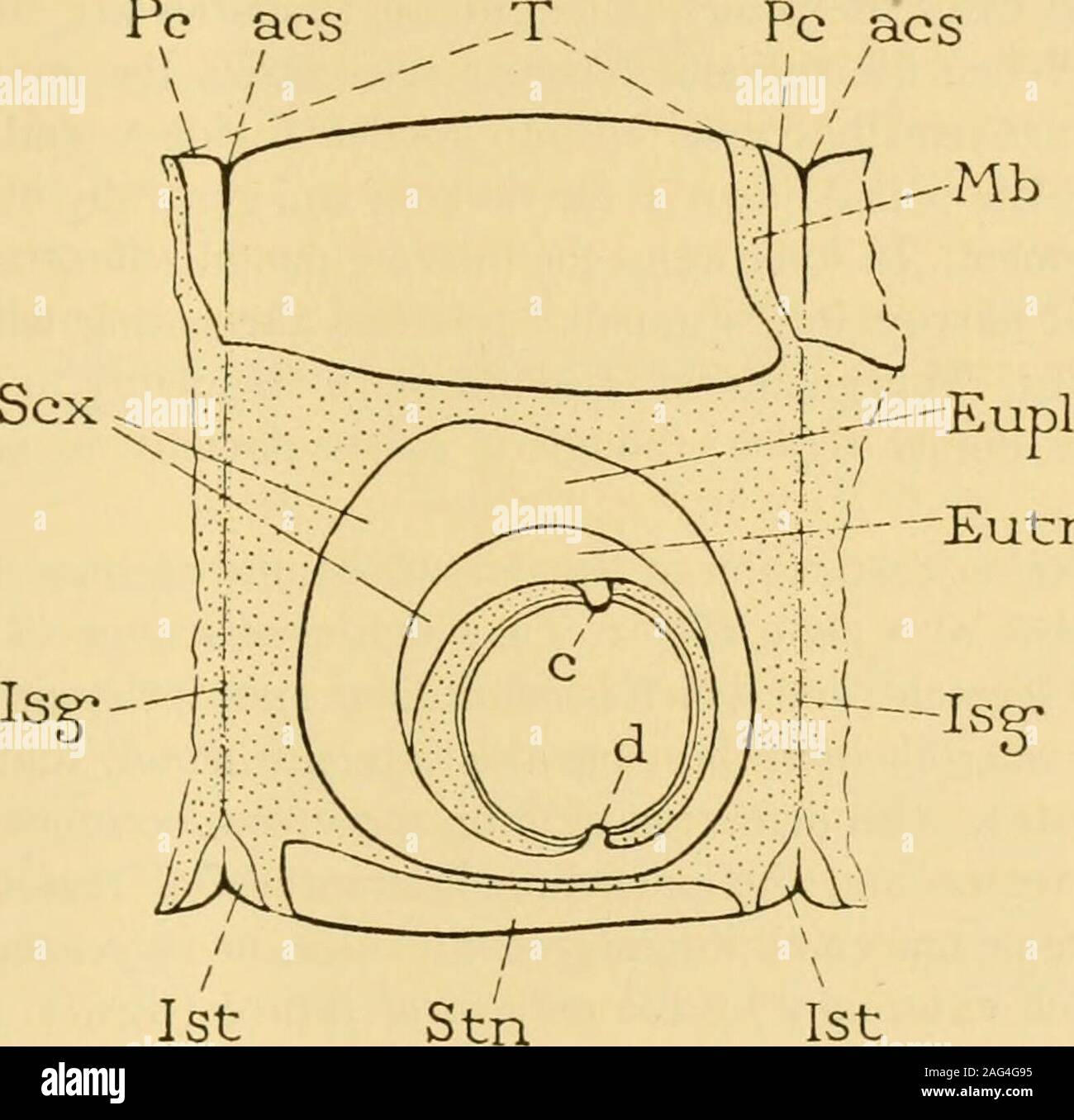 Sclerotization hi-res stock photography and images - Alamy