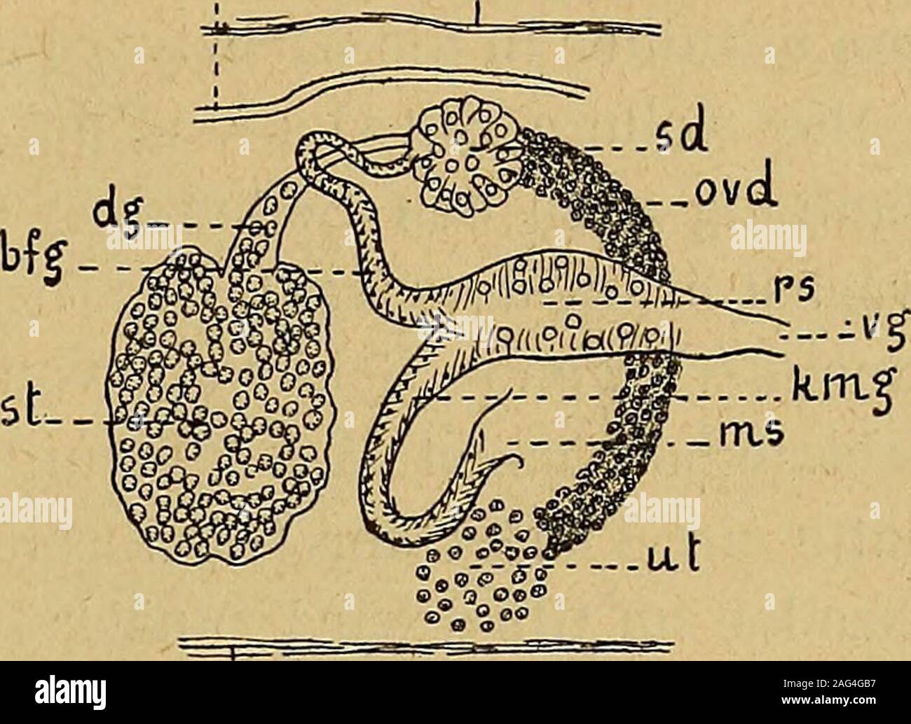 Archives de parasitologie hi-res stock photography and images - Alamy