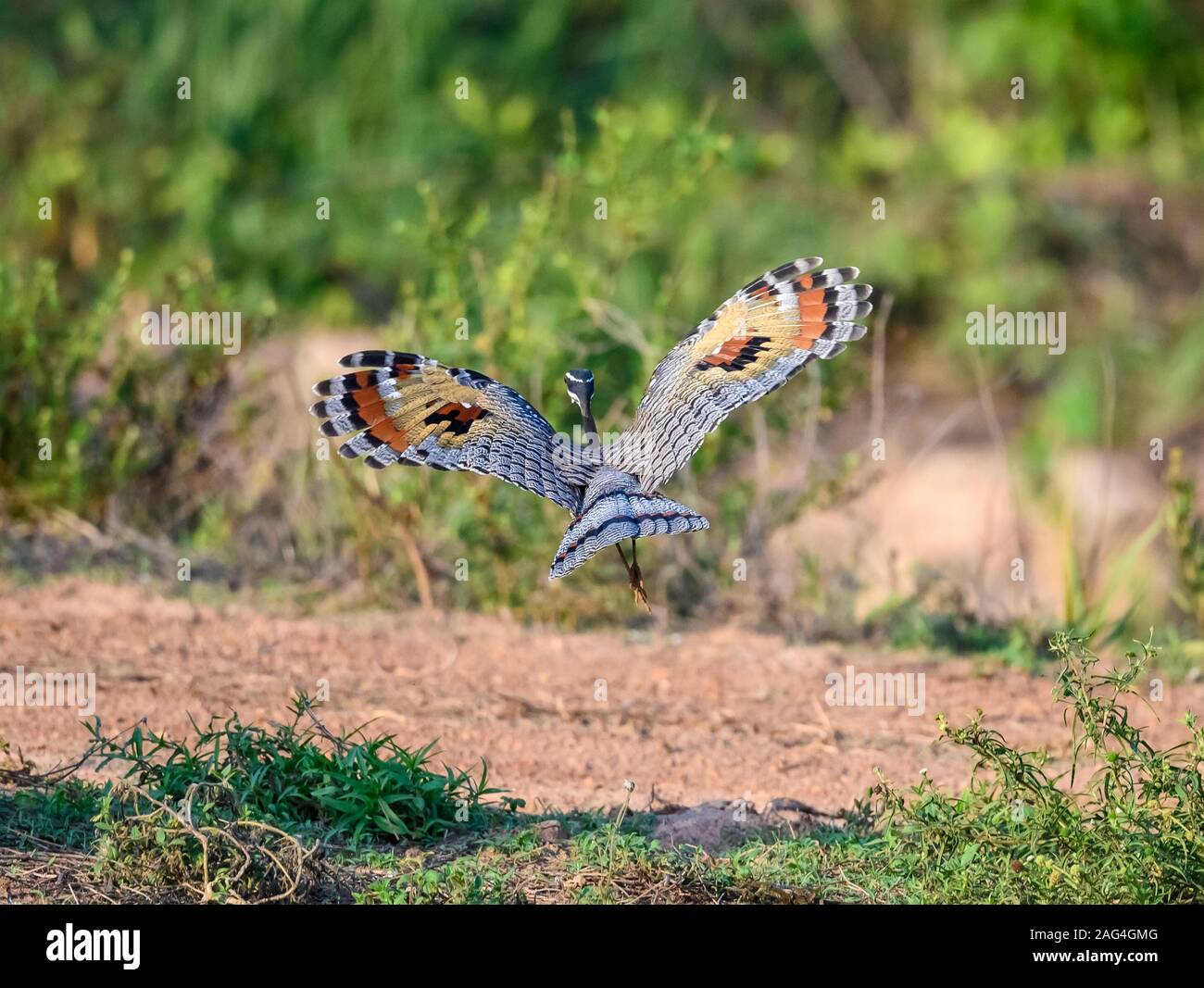 A Sunbittern (Eurypyga helias) flying off, showing its colorful plumage ...
