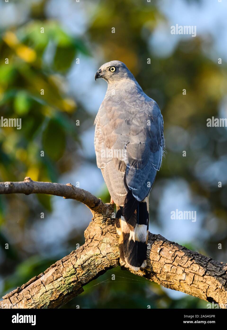 A Crane Hawk (Geranospiza caerulescens) perched on a branch. Tocantins ...