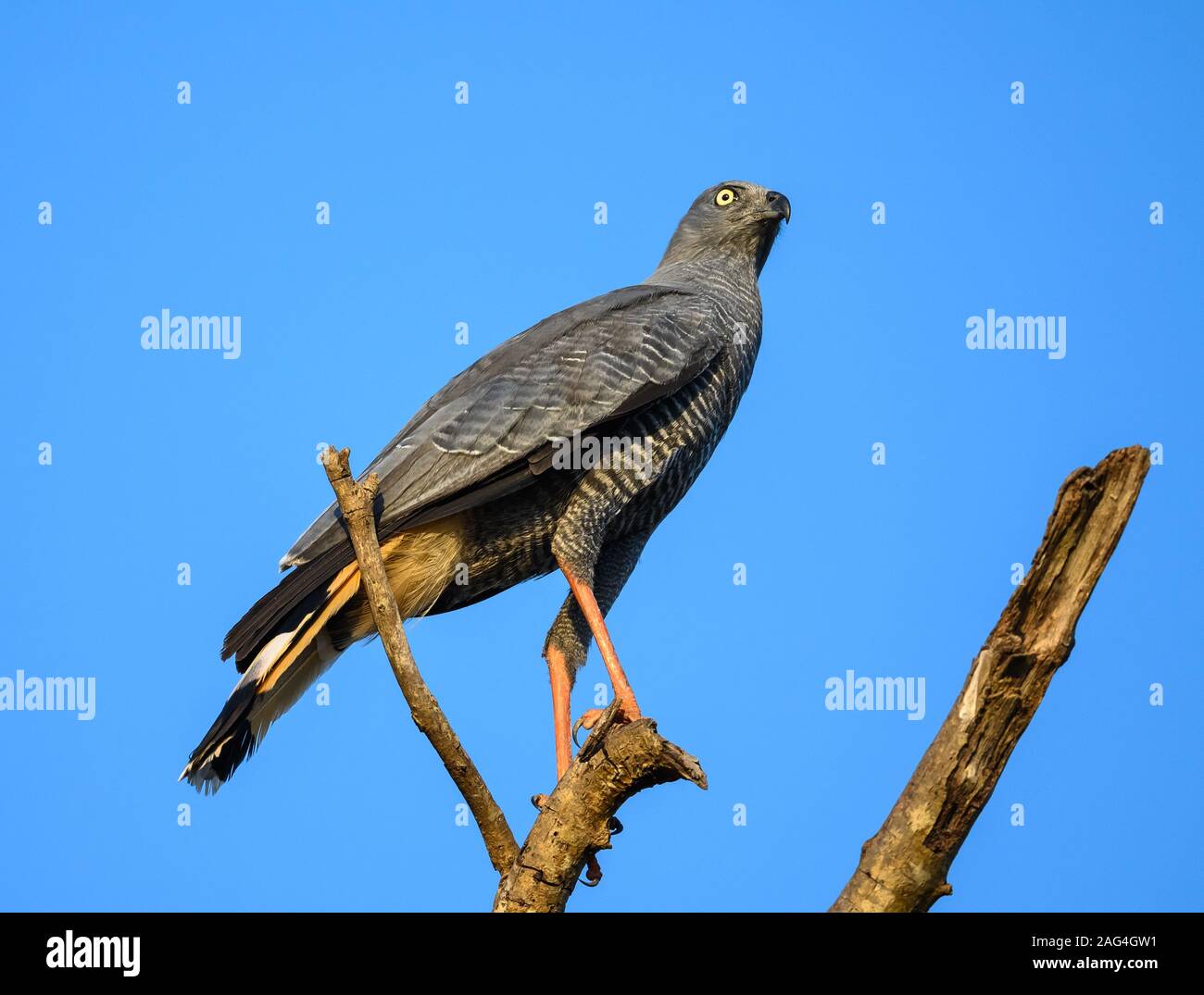 A Crane Hawk (Geranospiza caerulescens) perched on a branch. Tocantins ...