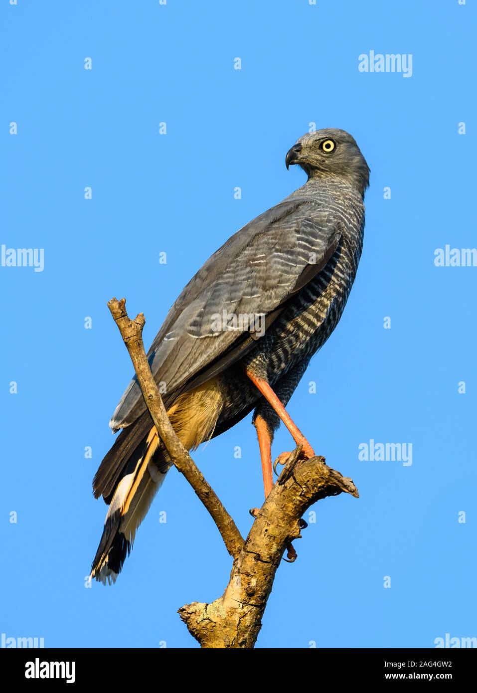 Gray crane hawk hi-res stock photography and images - Alamy