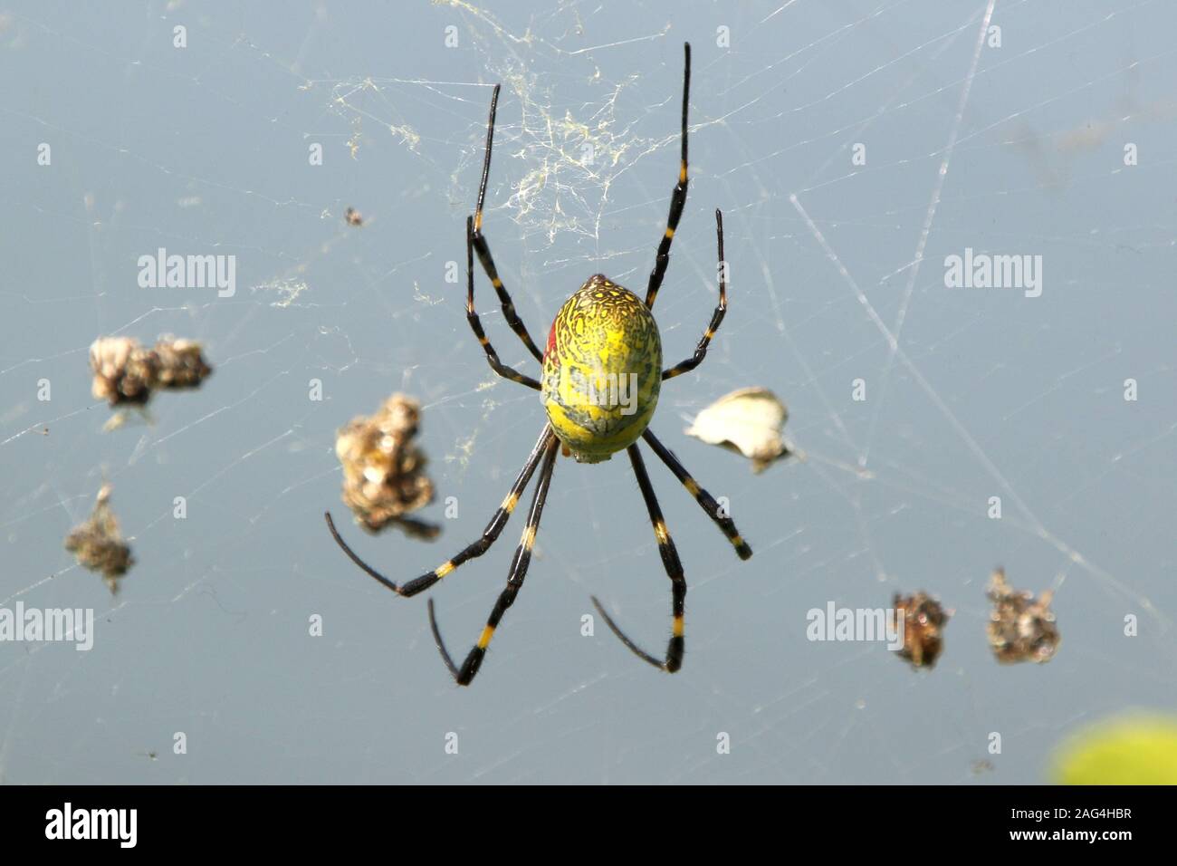 High angle closeup shot of an exotic yellow spider with big legs Stock ...
