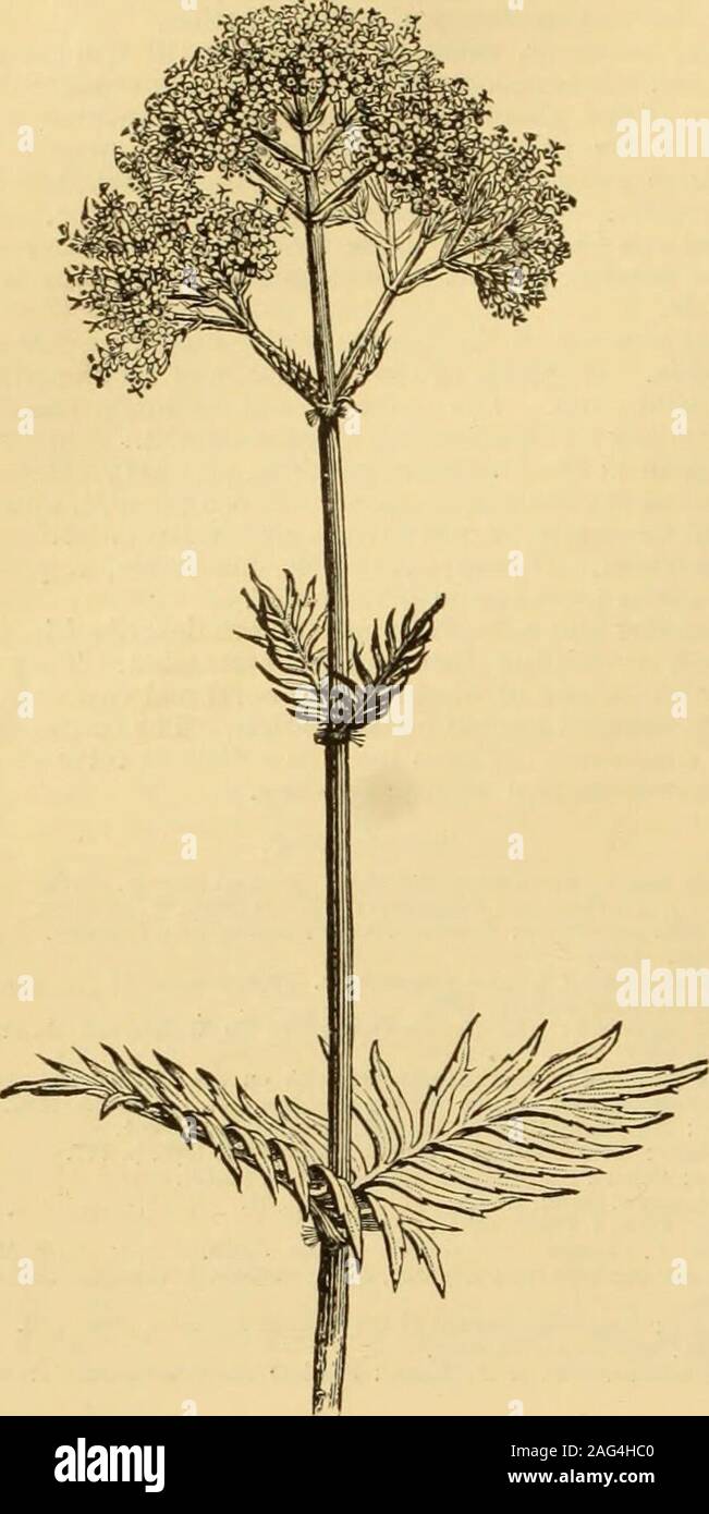 Three lobed corolla hi-res stock photography and images - Alamy