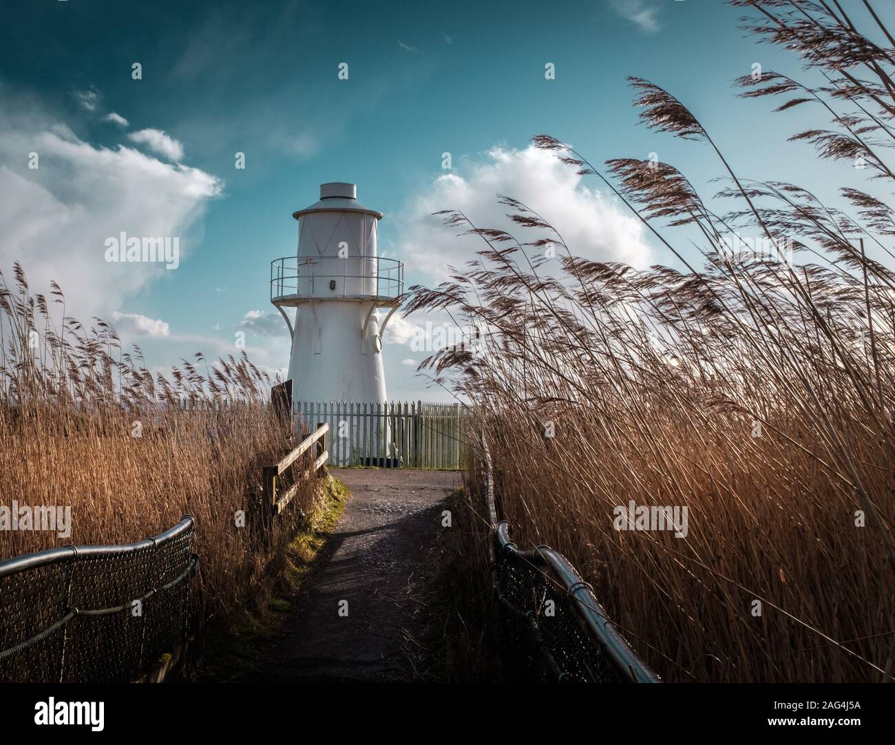 Shot of a white lighthouse in a wheat field Stock Photo - Alamy