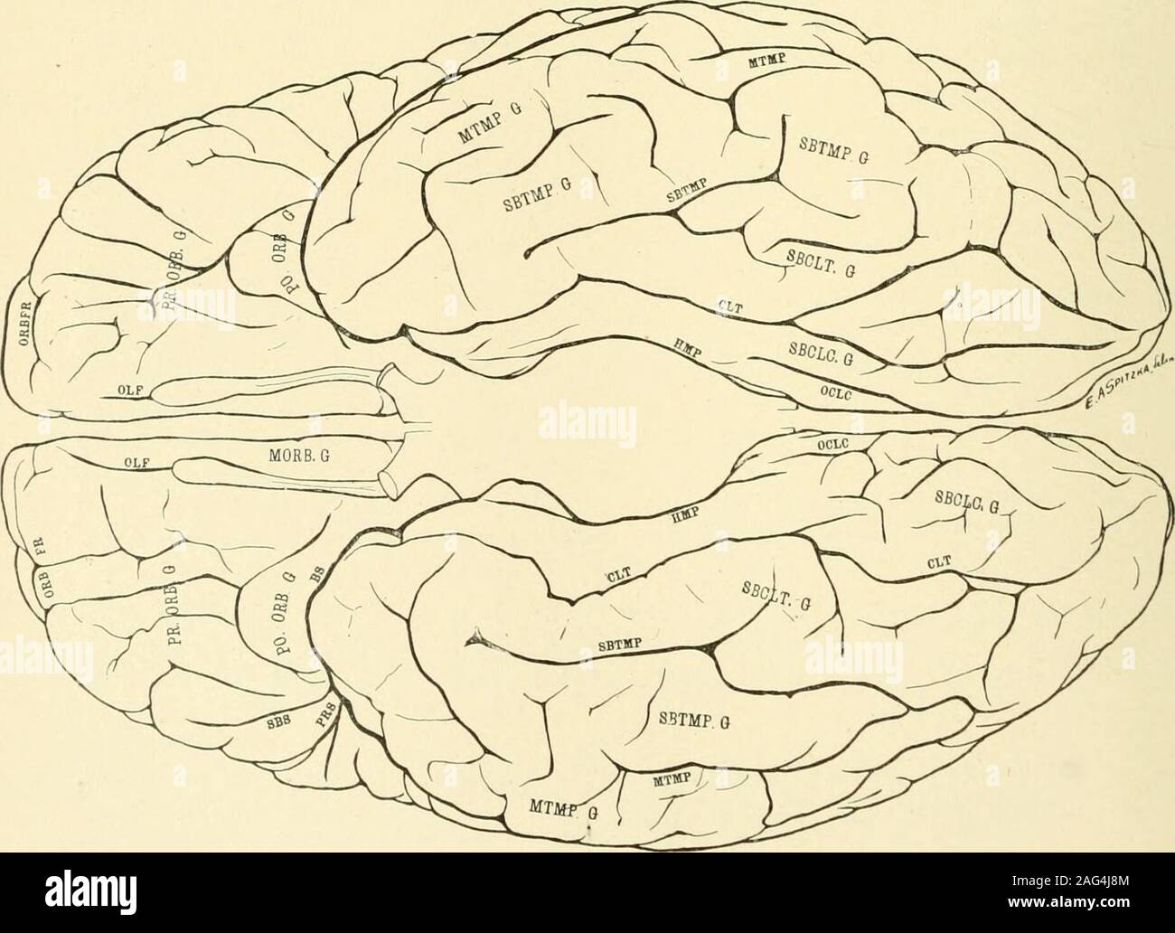 . The American journal of anatomy. Fig. 3. Brain of Atuiia; dorsal view ...
