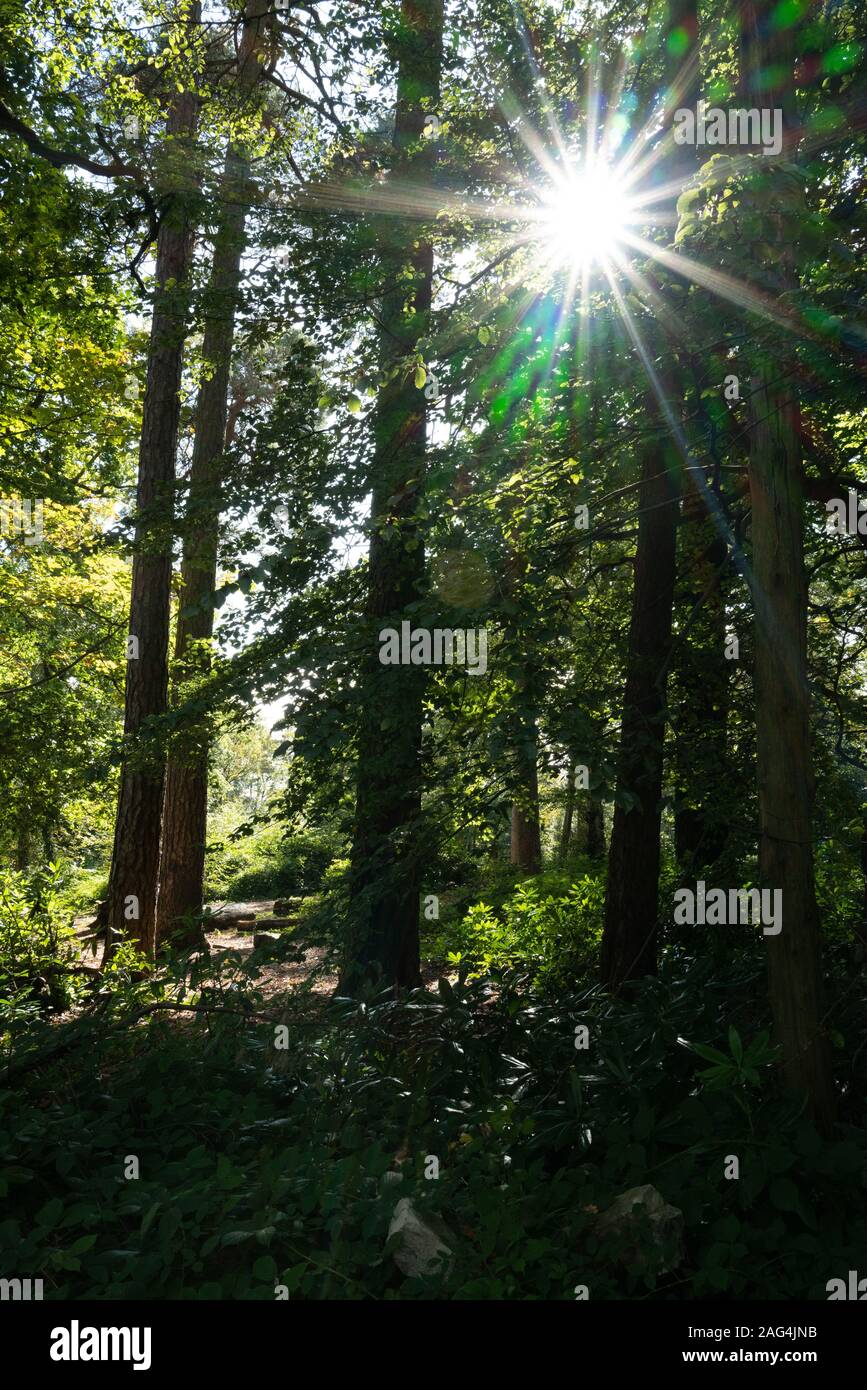 Vertical shot of a scene in a forest with tall trees and the light of ...