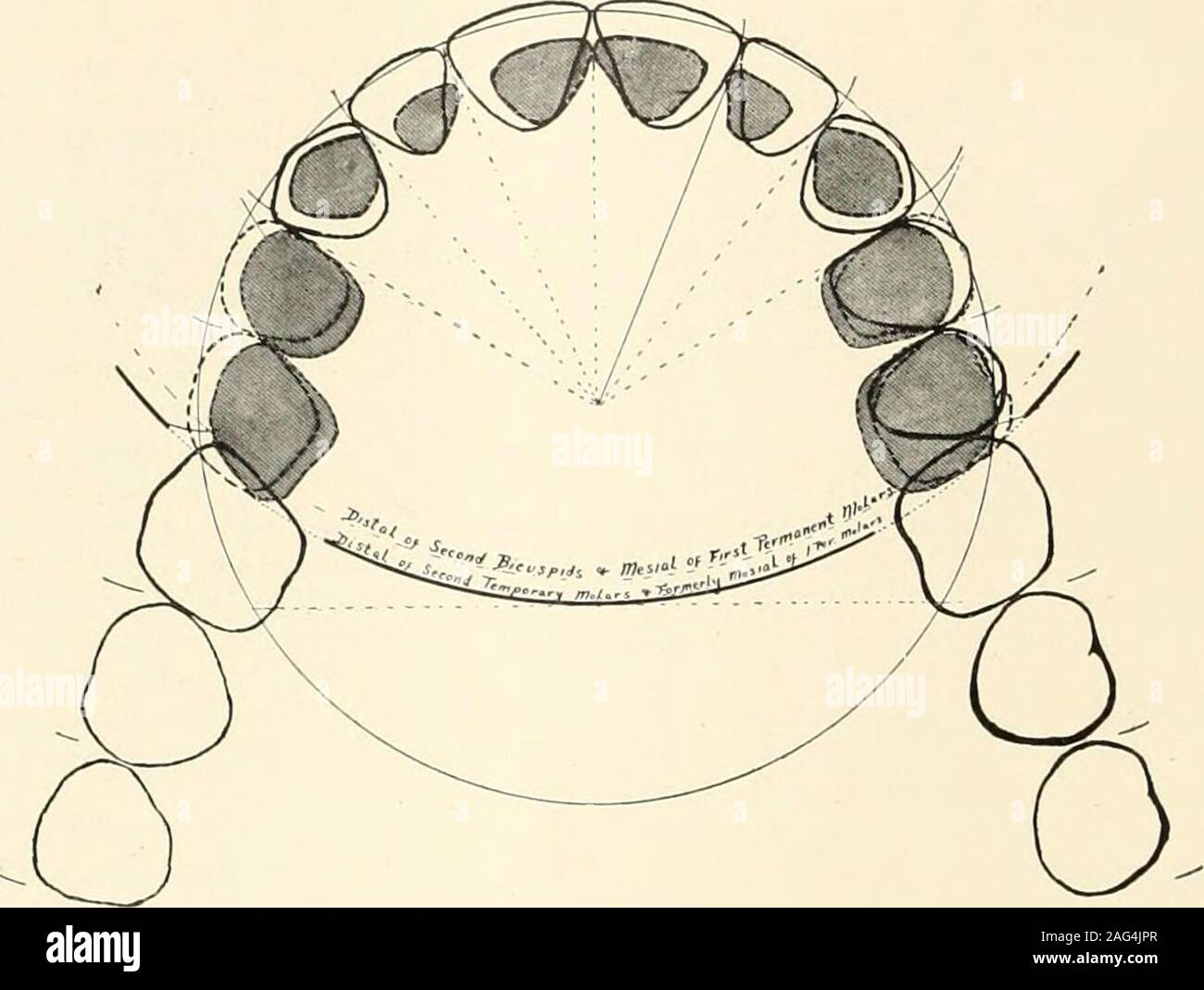 . The science and practice of dental surgery. Fig. 83.—Nomial ...