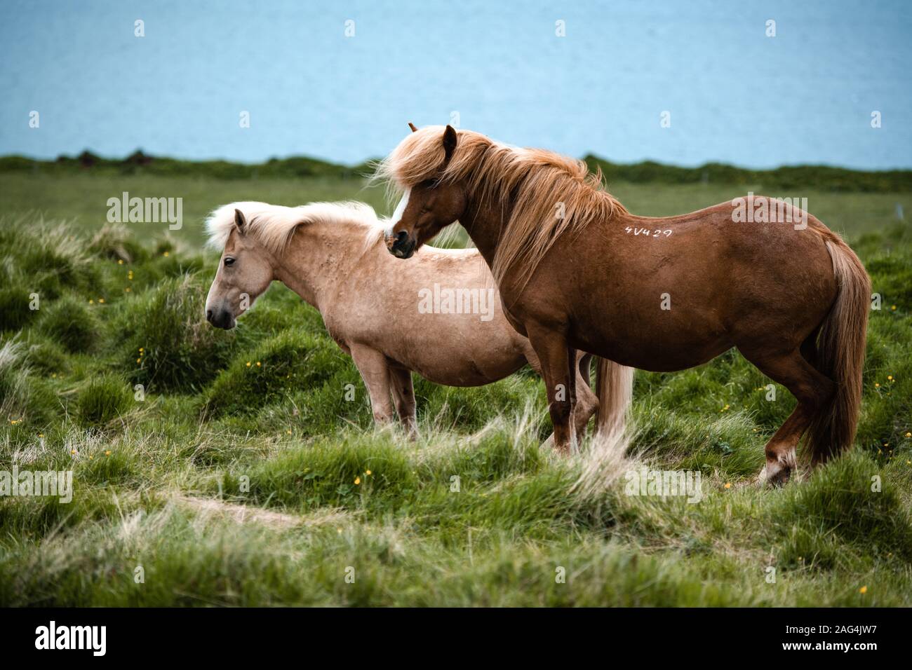 Beautiful shot of Shetland ponies standing in a greenfield Stock Photo ...