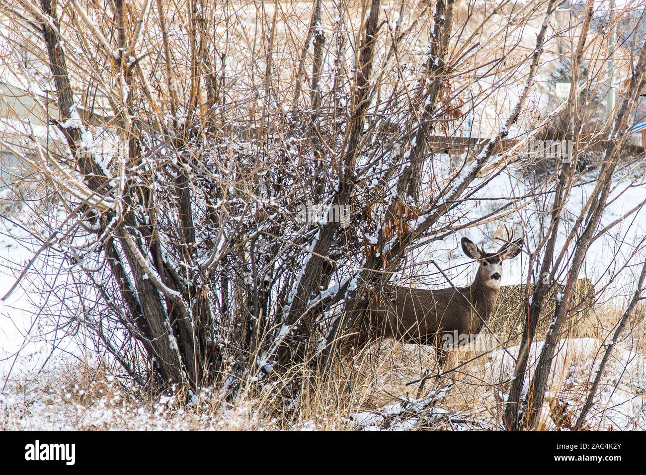 Wild deer hiding behind a snowy tree Stock Photo - Alamy