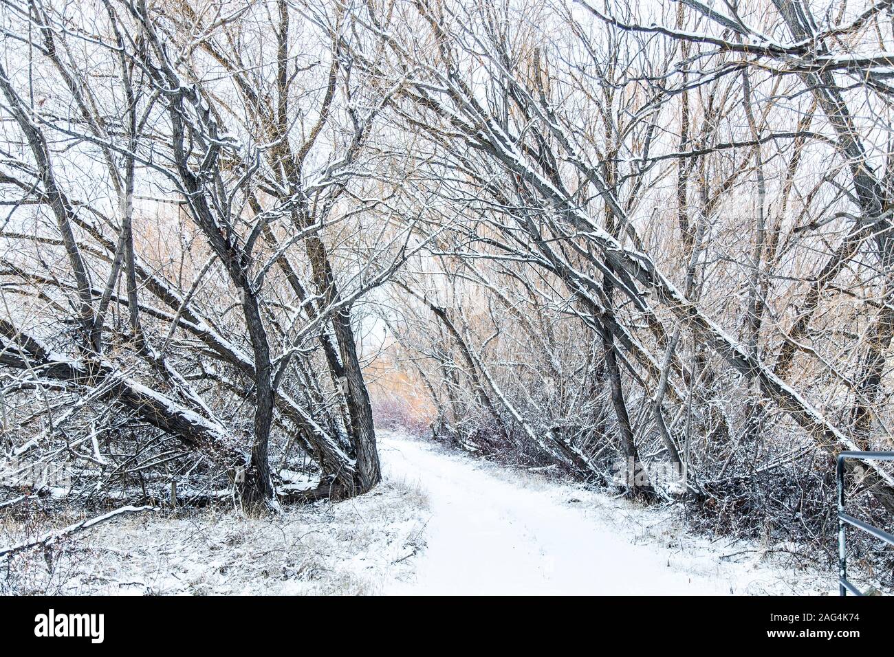Snowy winter path with trees Stock Photo - Alamy