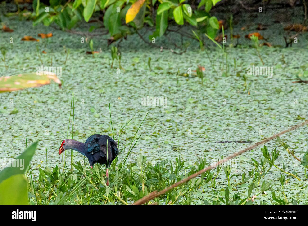 Invasive bird in floridas coastal lowlands hi-res stock photography and ...