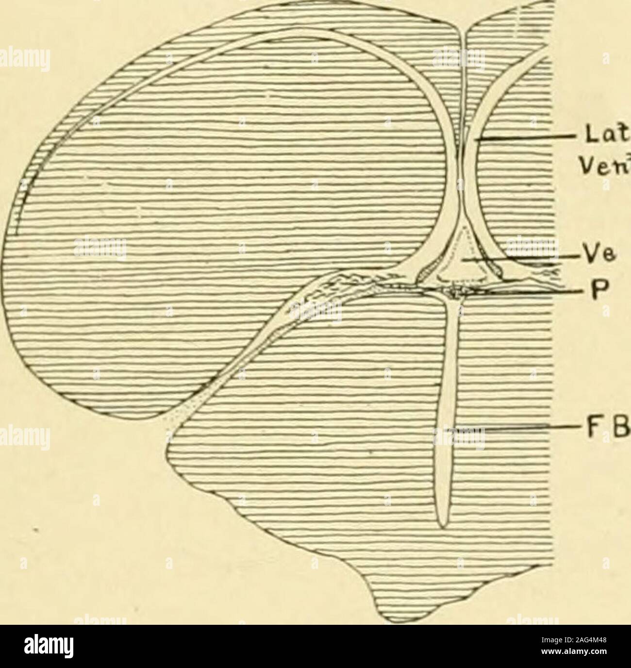 . The American journal of anatomy. Fin. 5. Sajritta] section of a ...